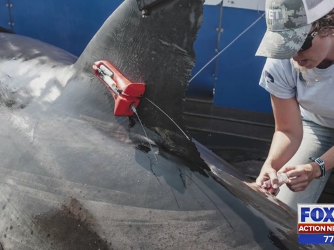 Exclusive: First day of great white shark expedition on board OCEARCH ...